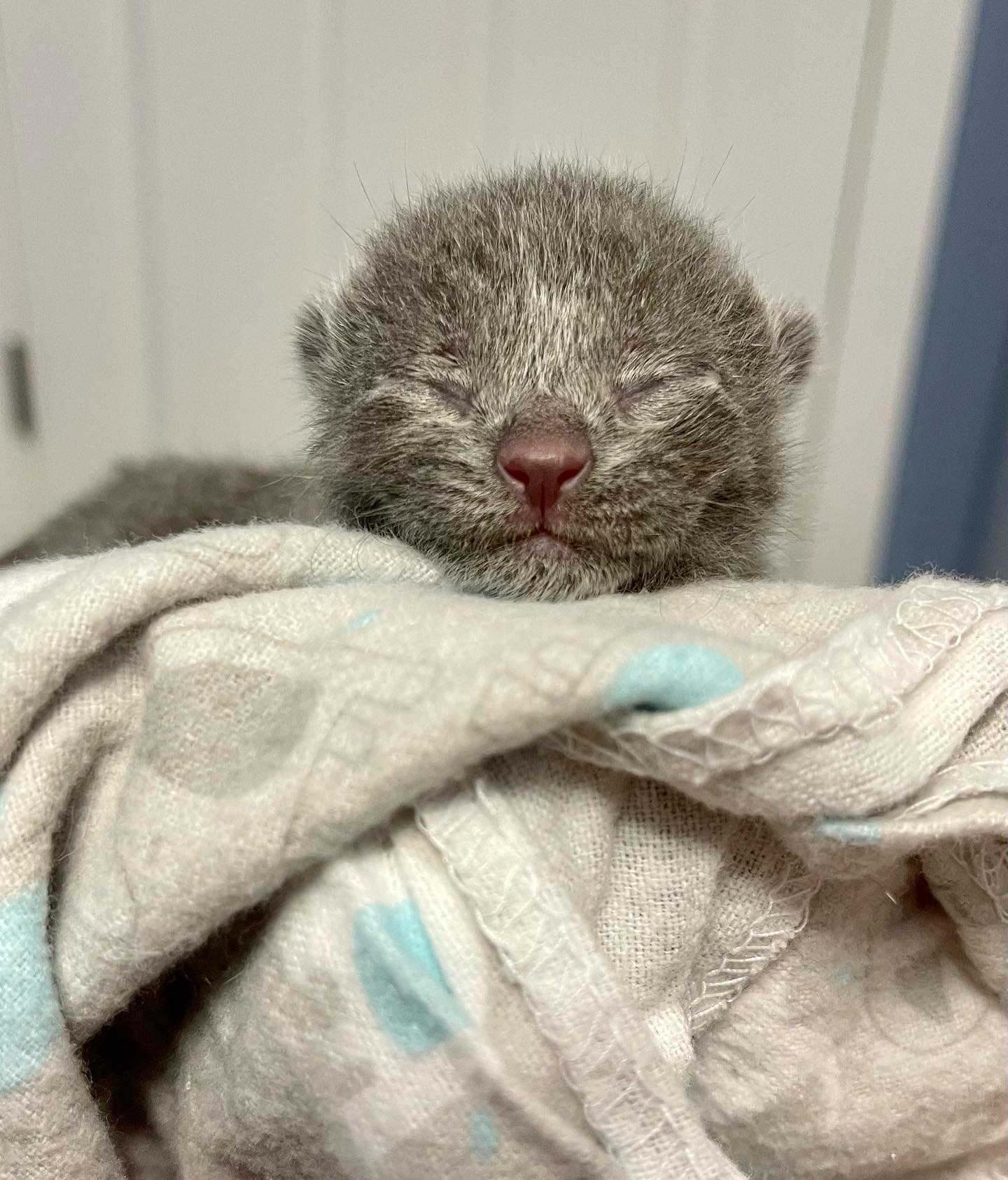 📢📢📢 New Name And Sex Foster Kitten Mama