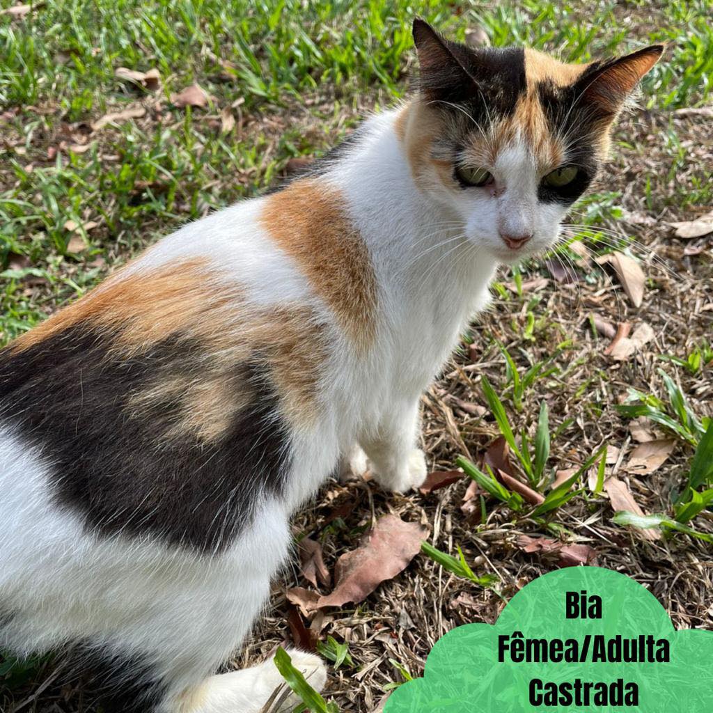 Fla Gato Ei Fla Friends 💚 Nos Ajudem A Salvar Vidas 💚 Eu Sou Uma