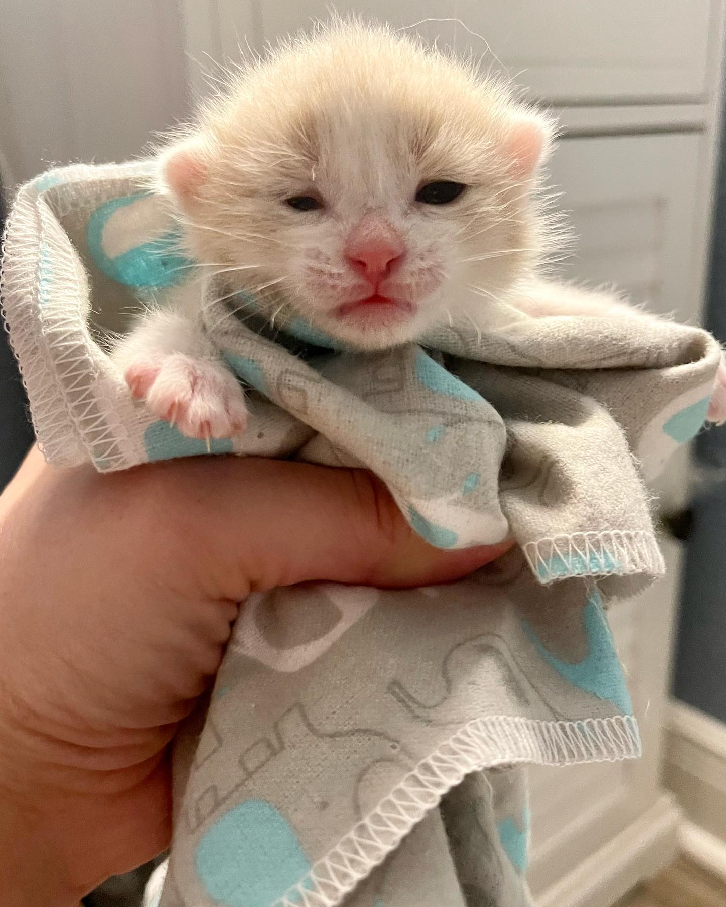 📢📢📢 New Name And Sex Foster Kitten Mama