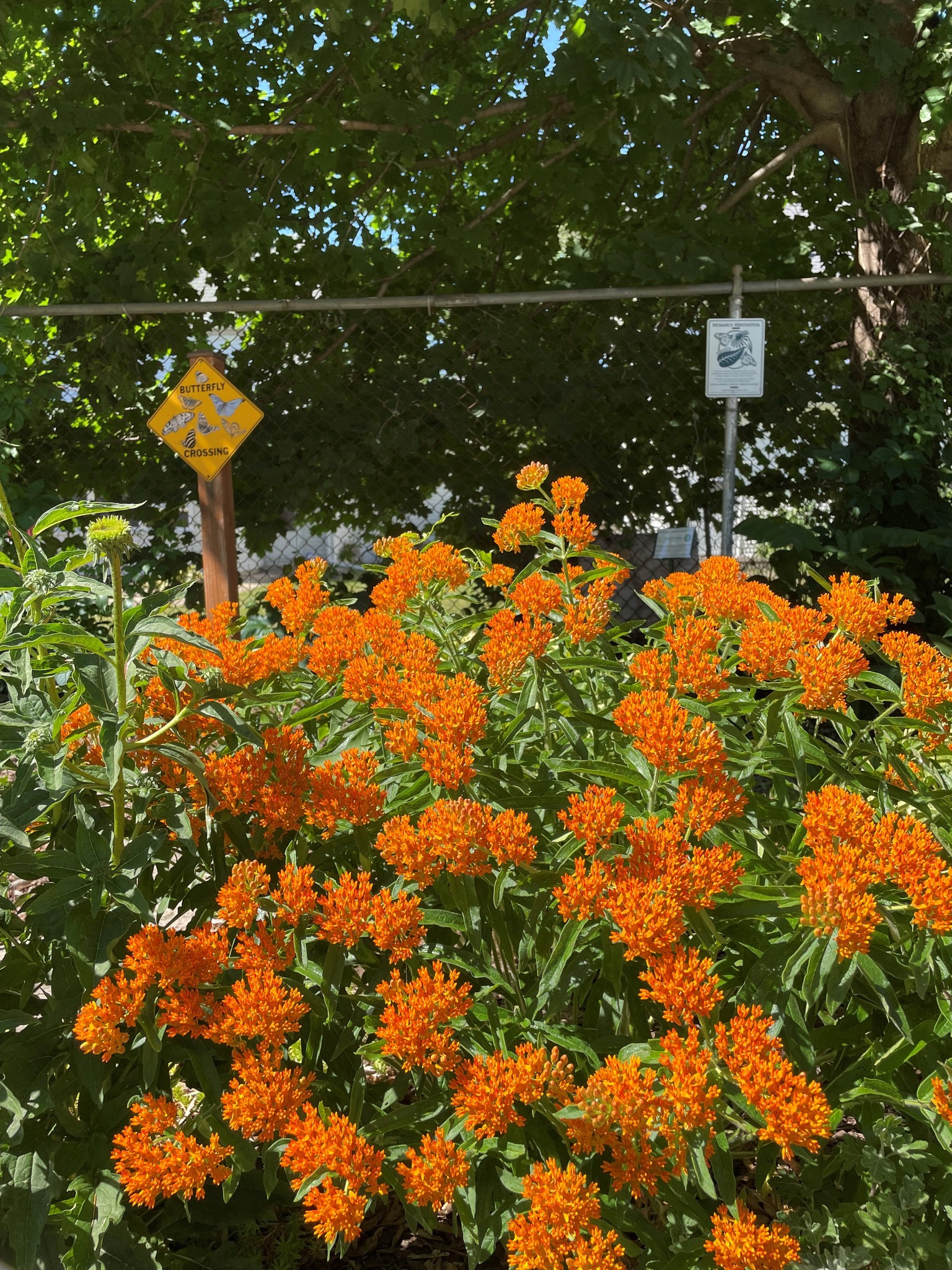 The butterfly garden at the Stephenson County Historical Museum was ...