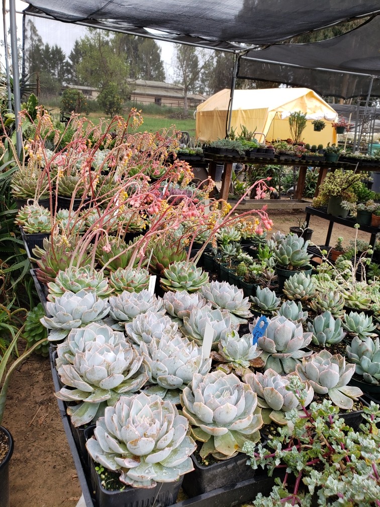 Best Buy Plants Nursery Added A Best Buy Plants Nursery
