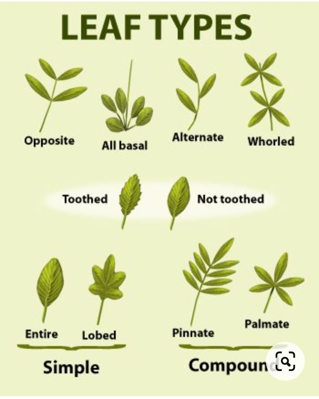 Dr RA Botanica - Types of leaves based upon their...