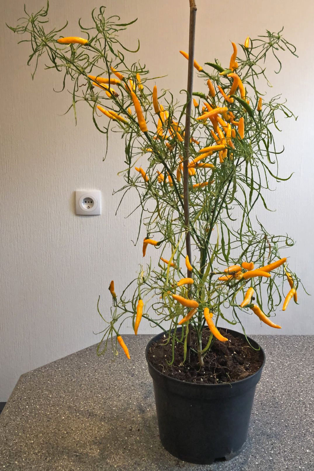 Wacky Grower