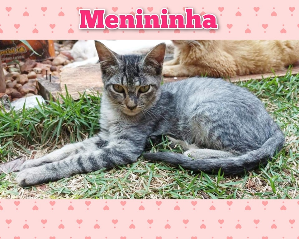 Gatinha💜 Gata Filhotona Com Cinco Projeto Sete Vidas Facebook