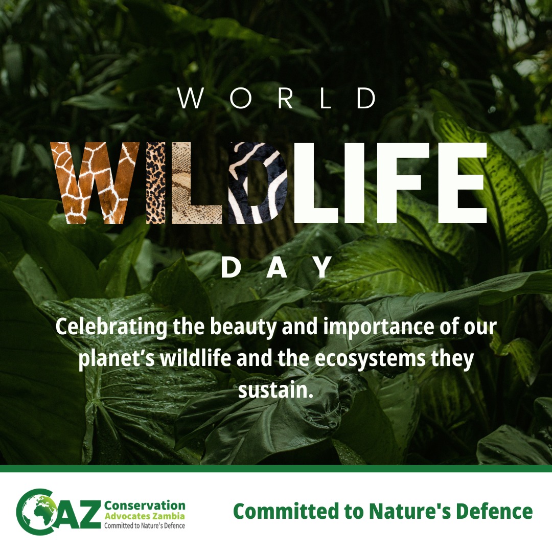 Conservation - Celebrating World Wildlife Day 2025! Today, we honor ...