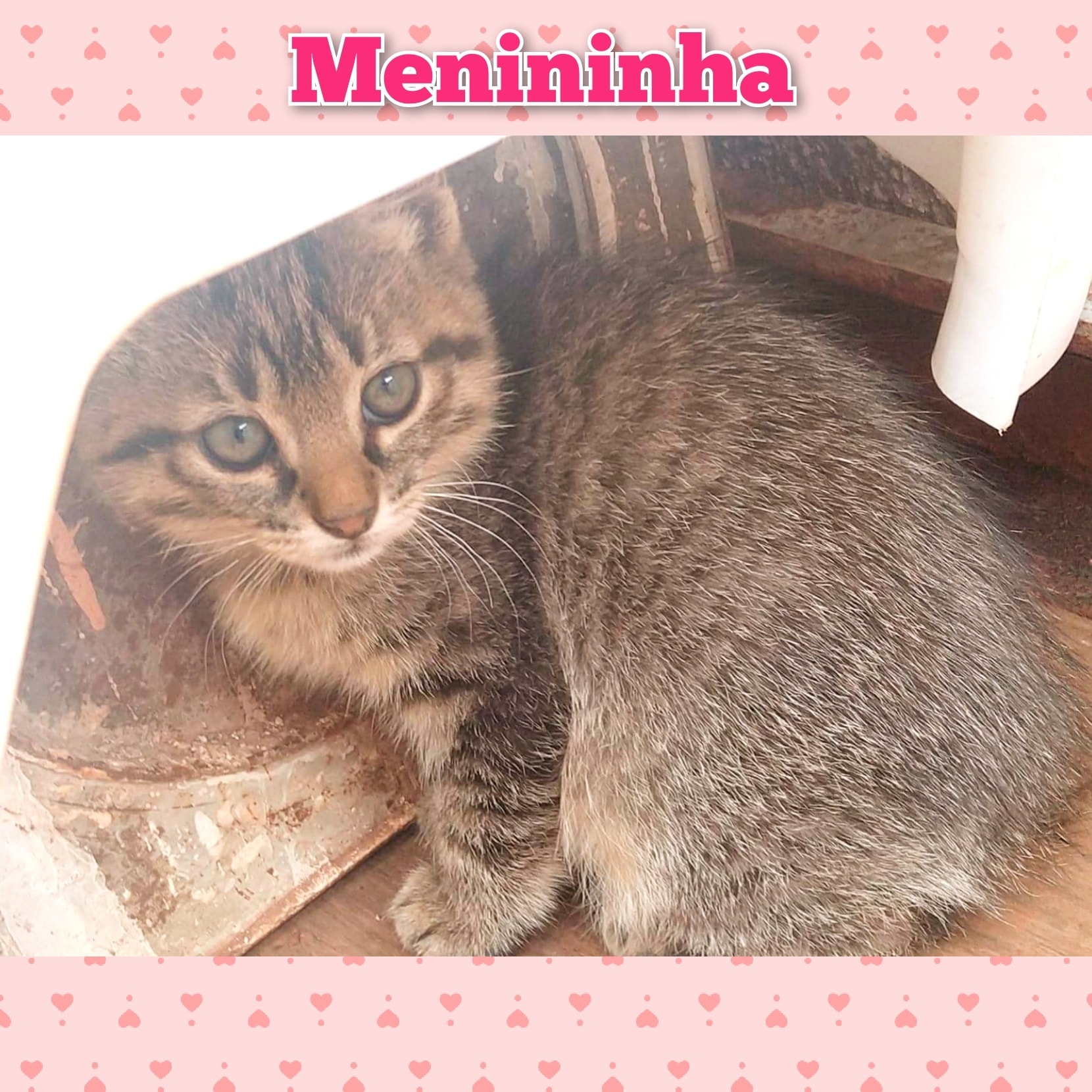 Gatinha💜 Menininha Com Projeto Sete Vidas Facebook