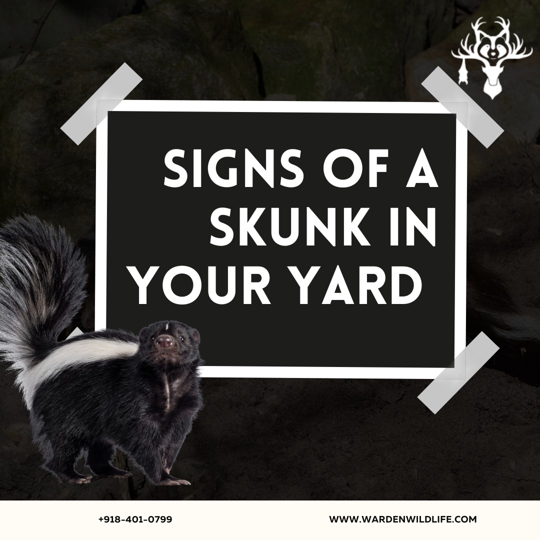 Warden - Have you ever wondered if a skunk might be making an ...