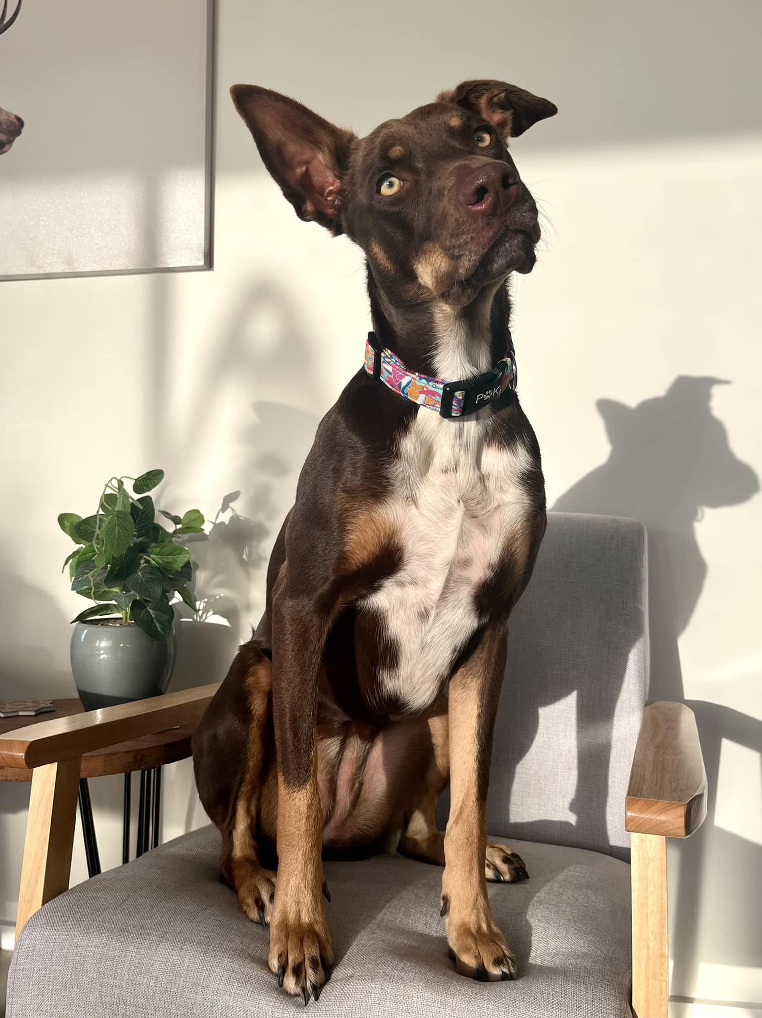 Paws and kisses - Had to share this one! Isn’t she a...