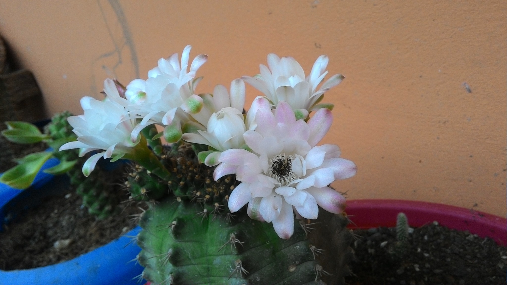 Cactus Girl Cactus Girl Added A New Photo