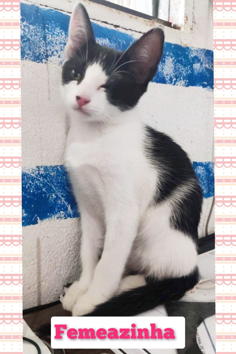 Pulo Do Gato Consultório Veterinário Londrina Pr