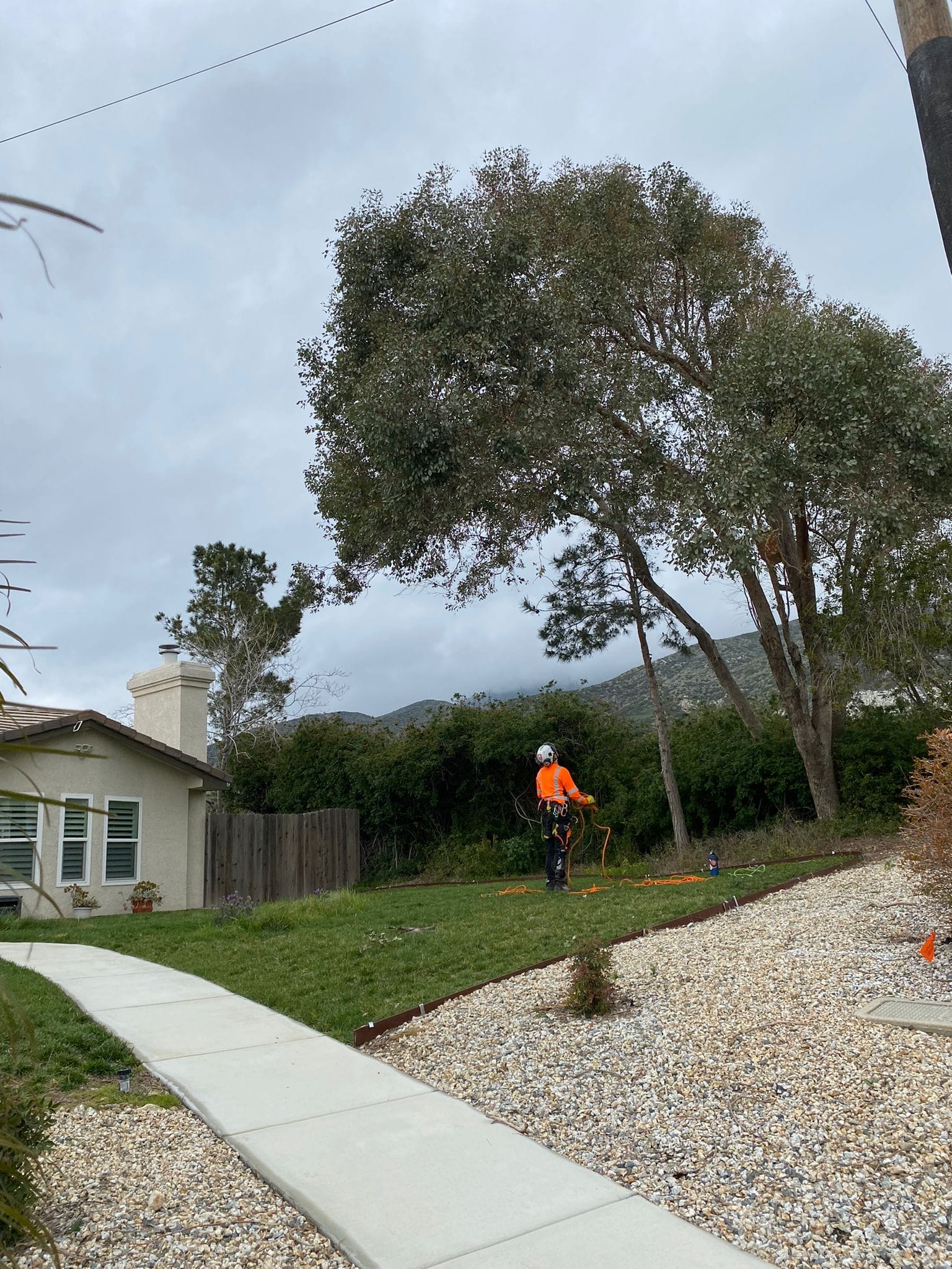 Tree Evolution Llc