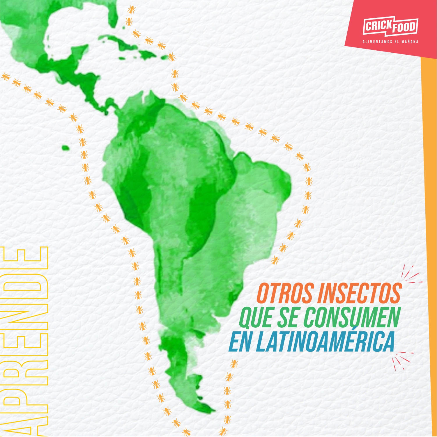 ¿Sabías que... - CRICK FOOD / Hormigas culonas santandereanas
