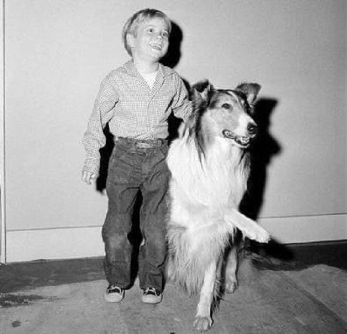 TV - The dog in Lassie (1957) was a Rough Collie named Pal, who ...