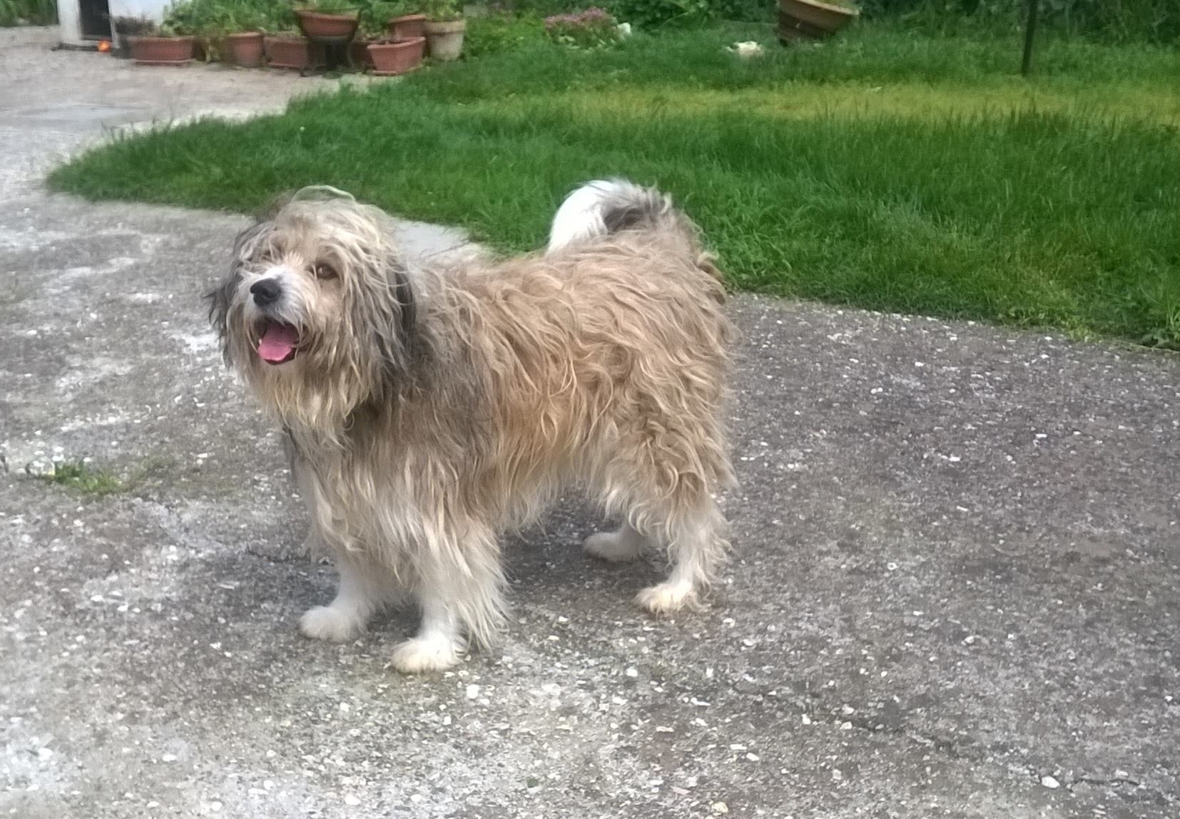 Hunde Aus Italien Suchen Ein Zuhause Bayern
