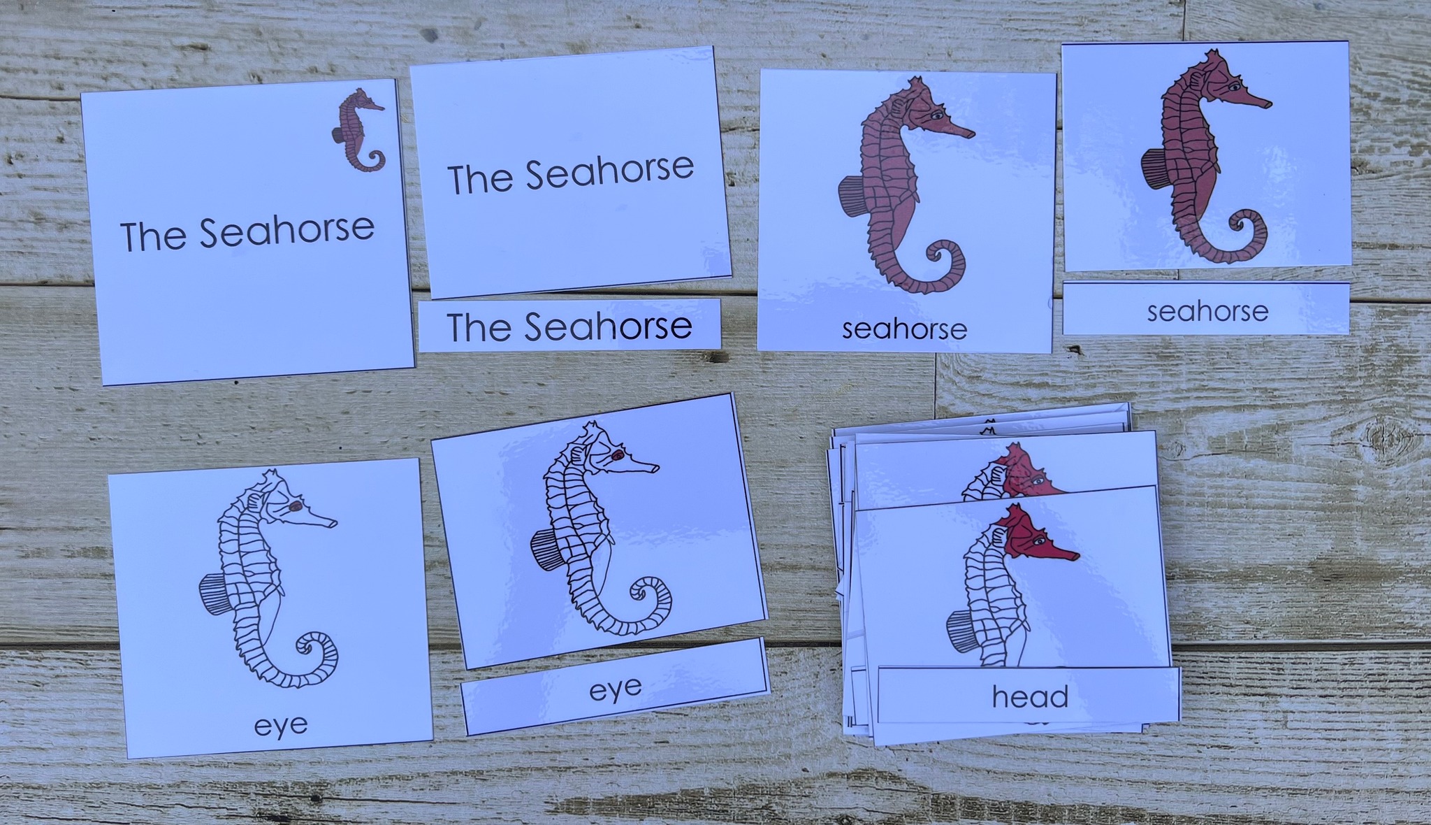 Bloom Box - Learn the parts of a seahorse with the Summer... | Facebook