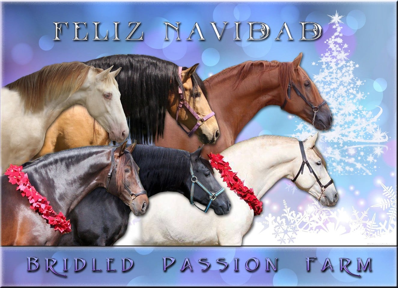 Bridled Passion Dressage Cleburne Tx