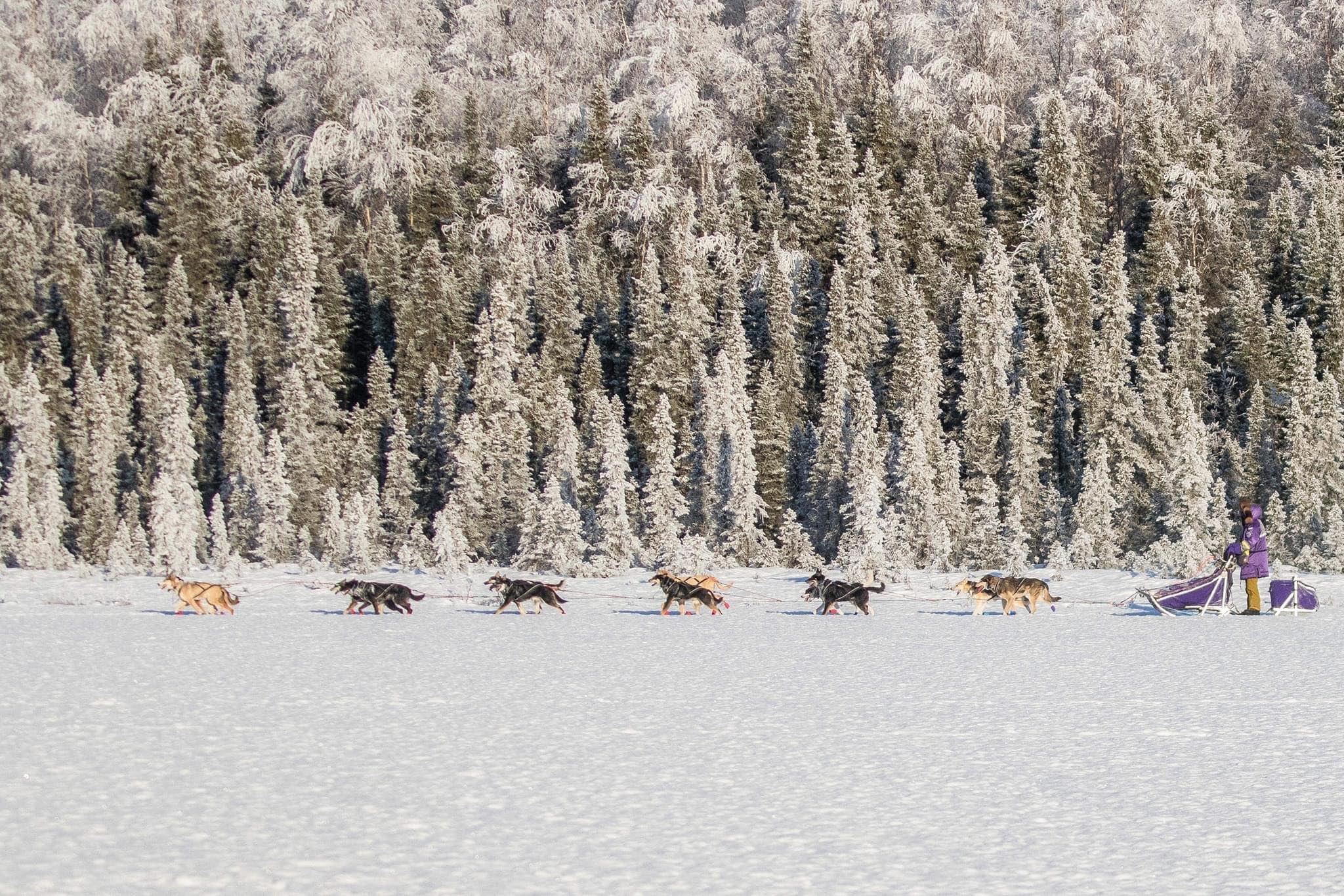 Iditarod - Have you ever explored the photography of the Iditarod with ...