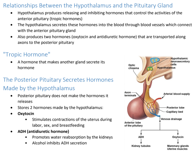 Our Endocrine System Cheat Sheet Anat 113 Guidebook 2274