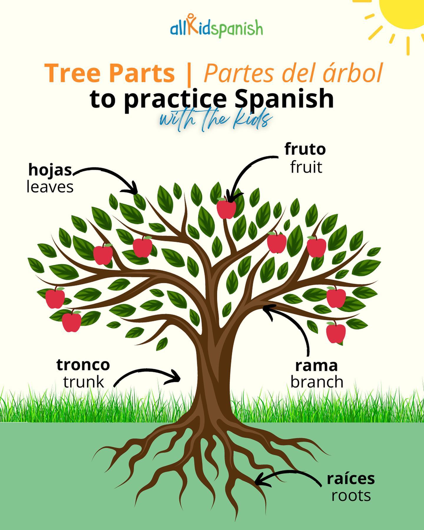 Today we share the tree parts 🌳(partes... - All Kids Spanish