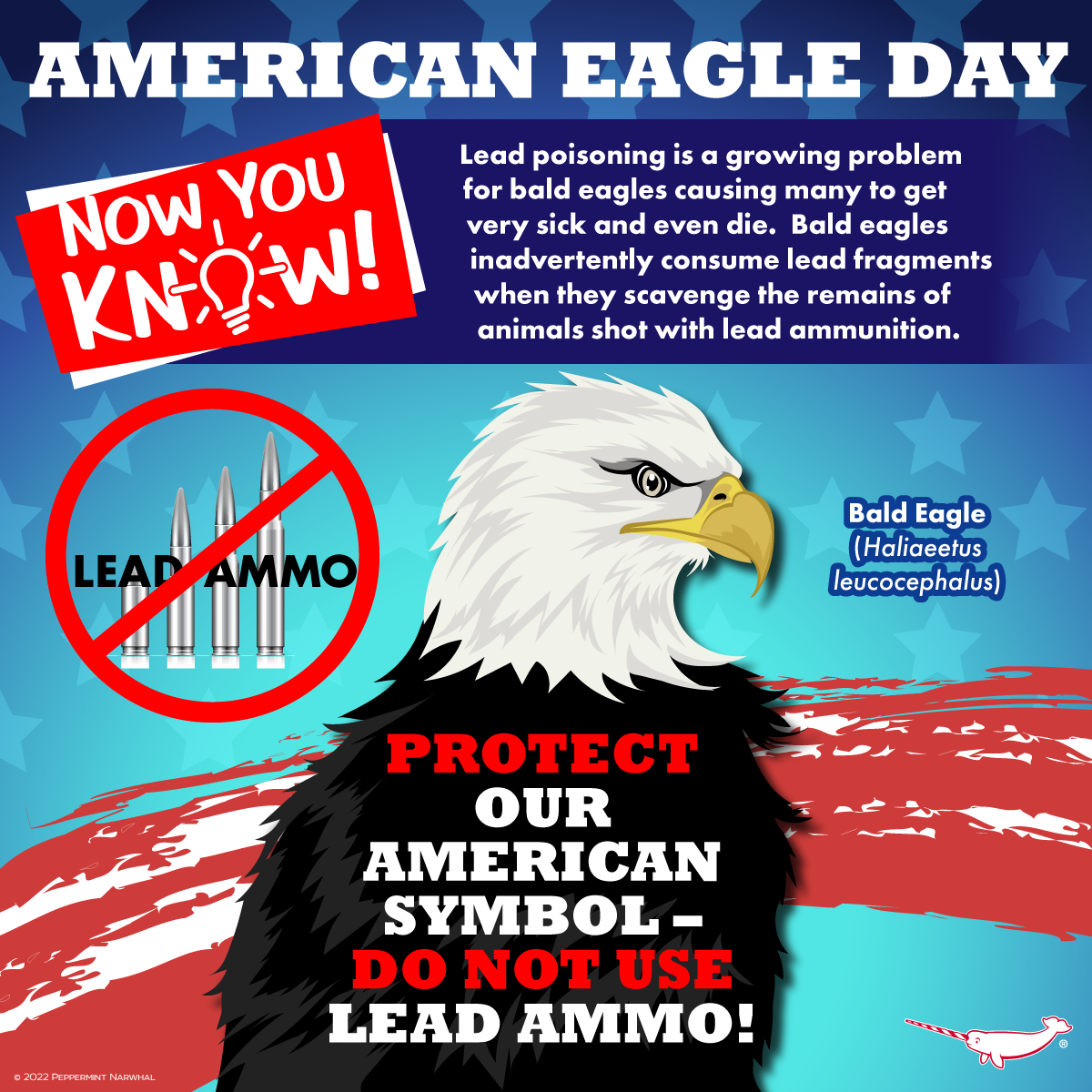 Peppermint - Happy American Eagle Day! The Bald Eagle (Haliaeetus ...