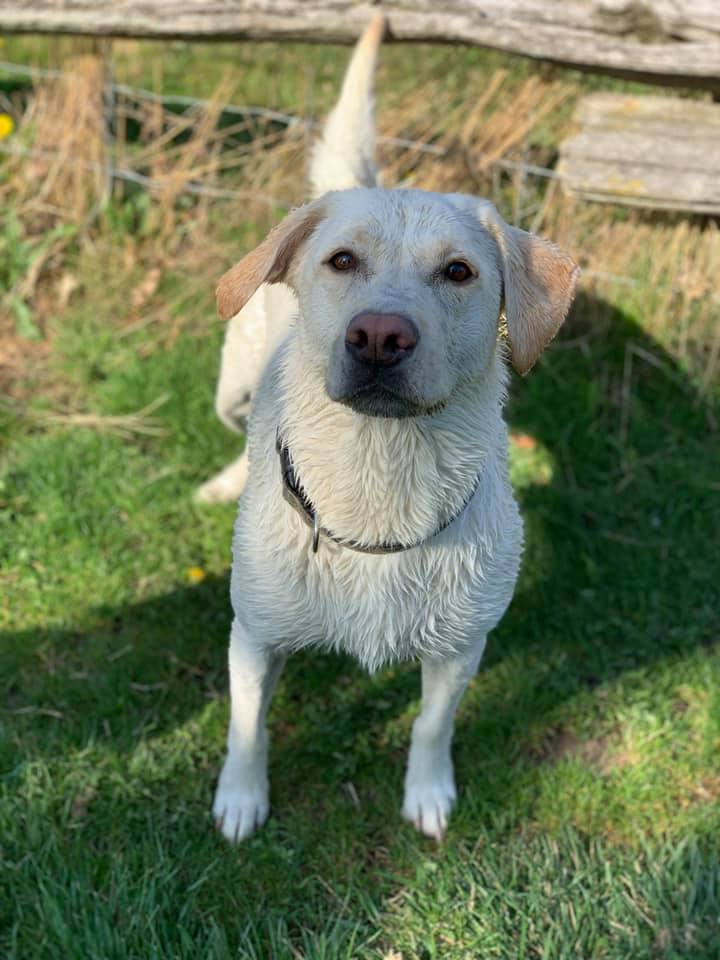 Happy Birthday Elli 🥳💕 Countryside Kennels 8138