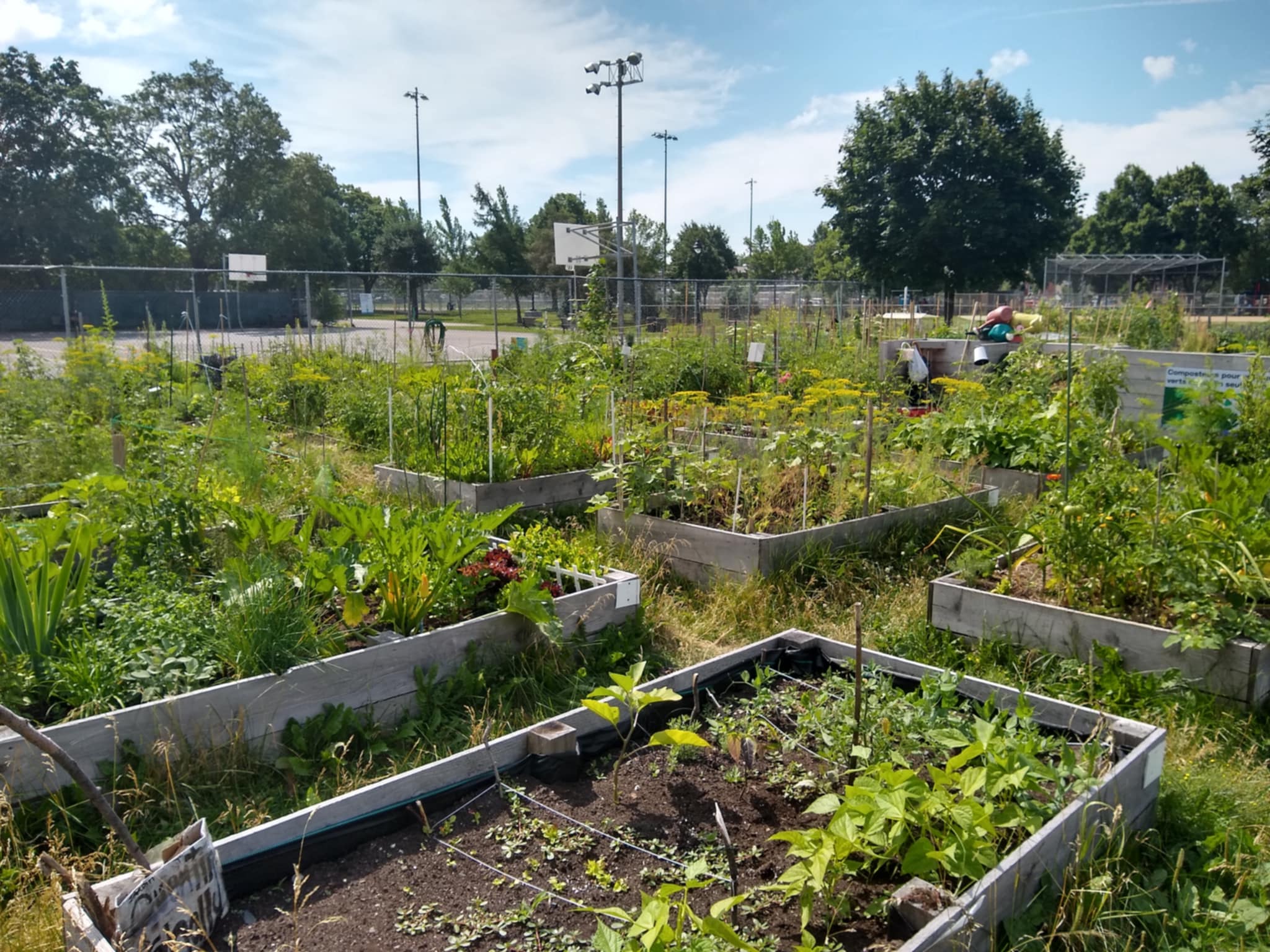 Jardin Citoyen Du Parc Beaubien Facebook