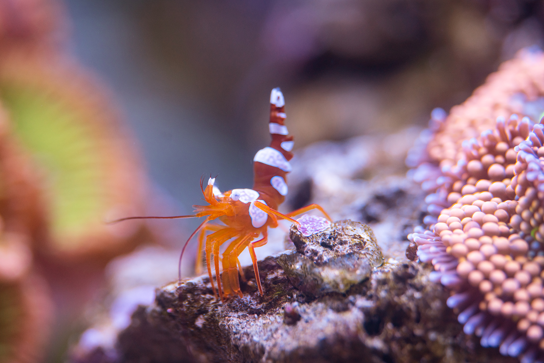 Meet The Sexy Dancing Shrimp The Living Planet Aquarium