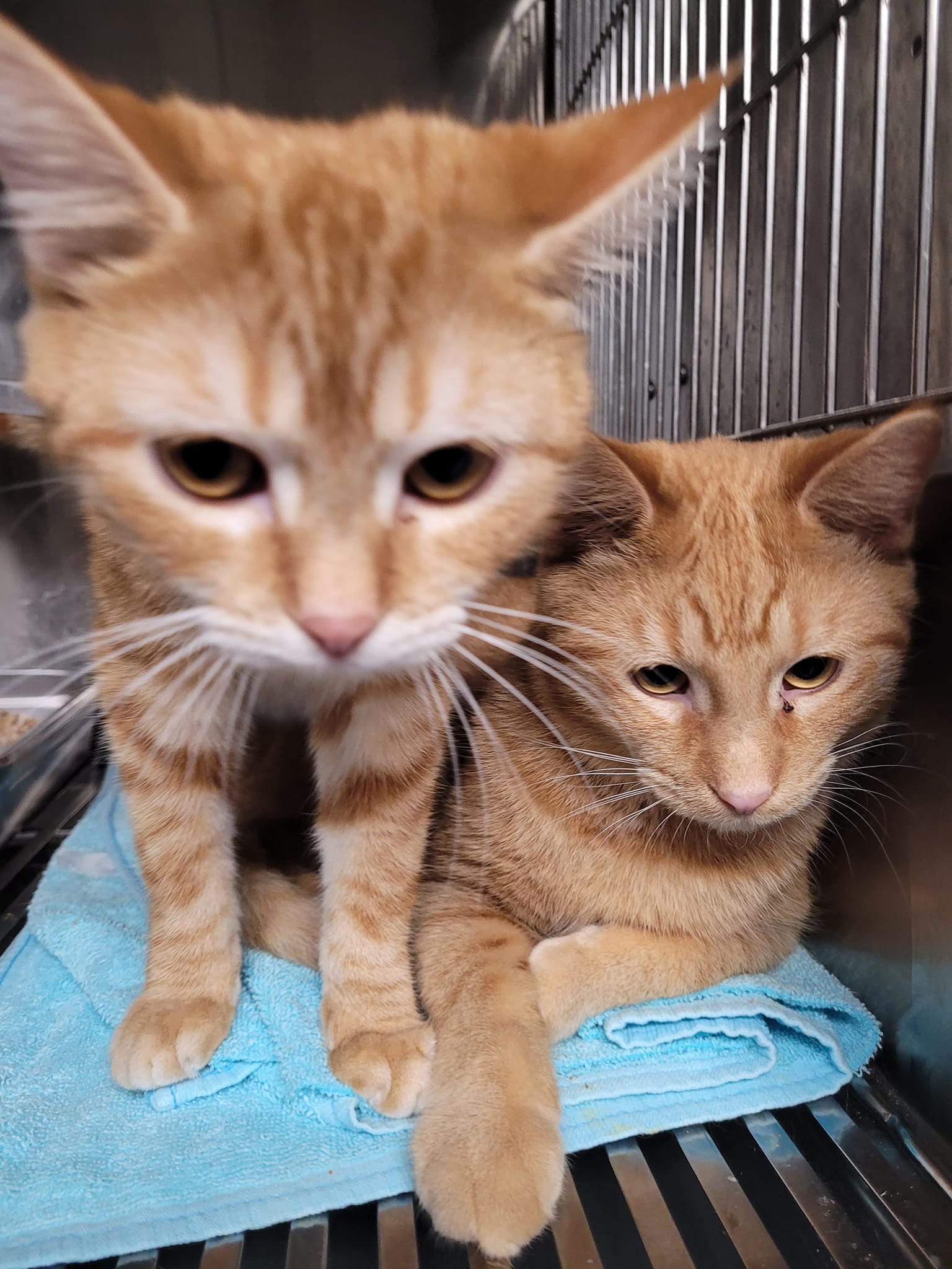Darke County Humane Society