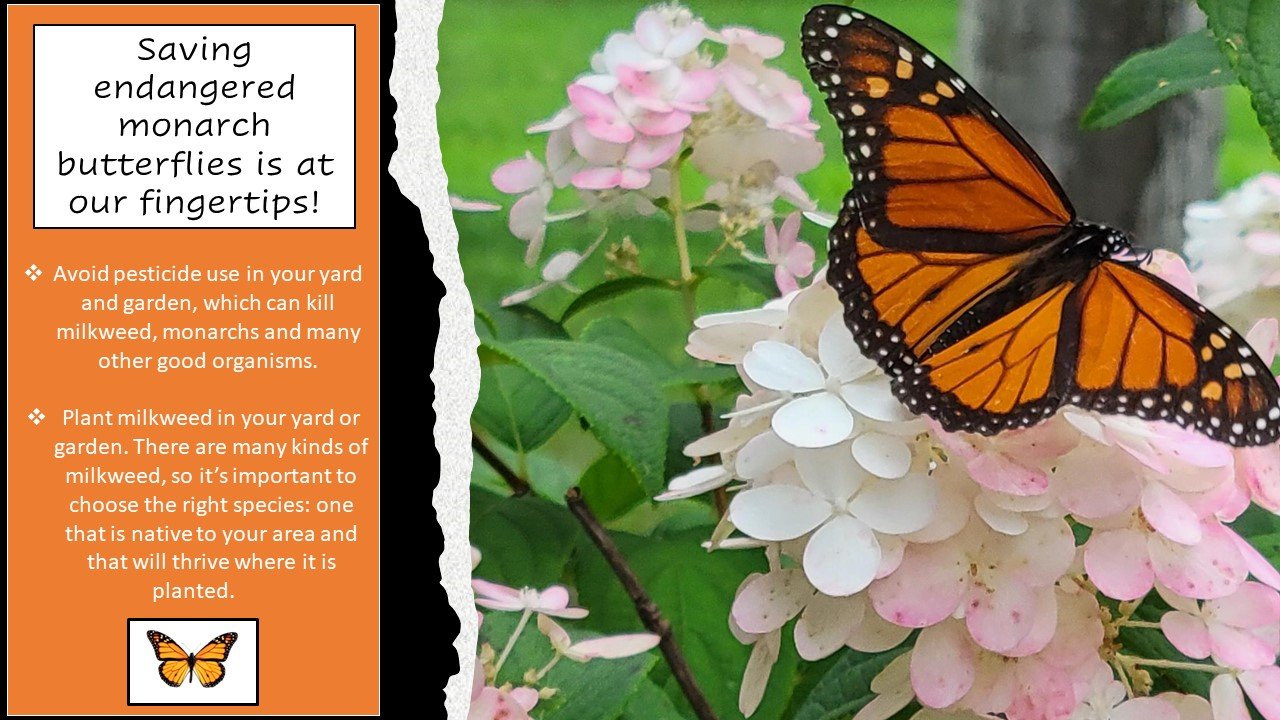 Meadowood Enterprises - 🦋Saving endangered monarch butterflies is at ...