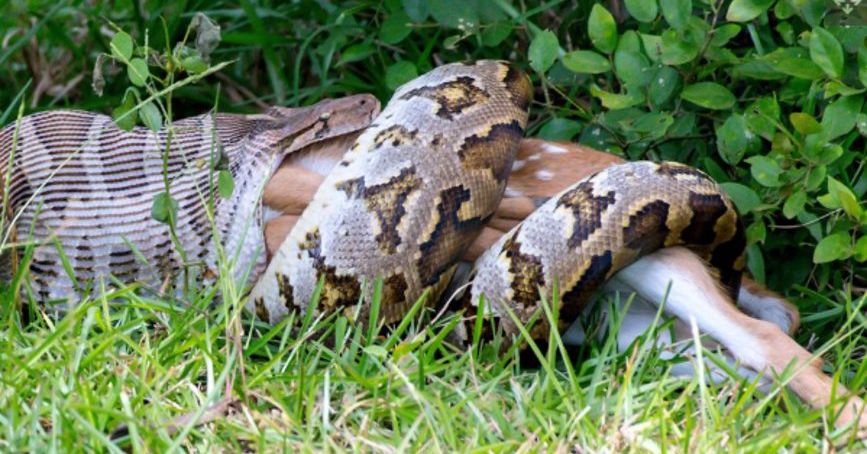 Critterpedia 🐍🦌 An Indian Python In Sri Lanka Swallows A