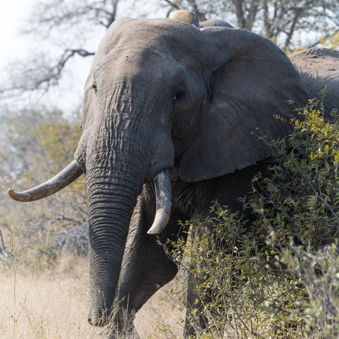 Elephants Alive Gap Through The Years 🐘 Gap Is A Young