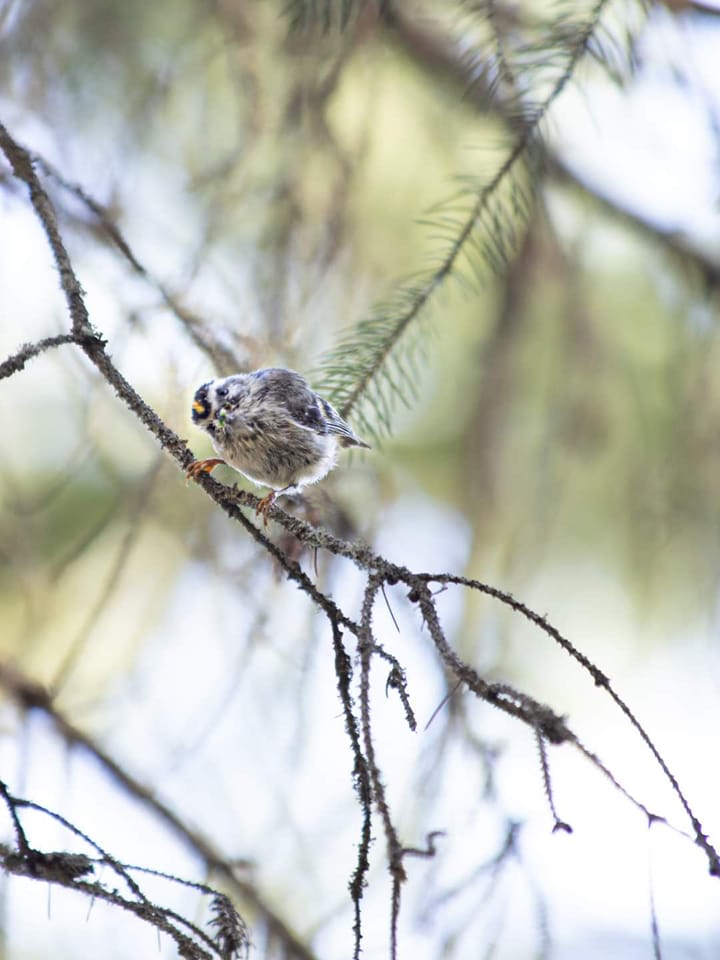 It Was A Challenging Experiencing Canadian Bird Nerd