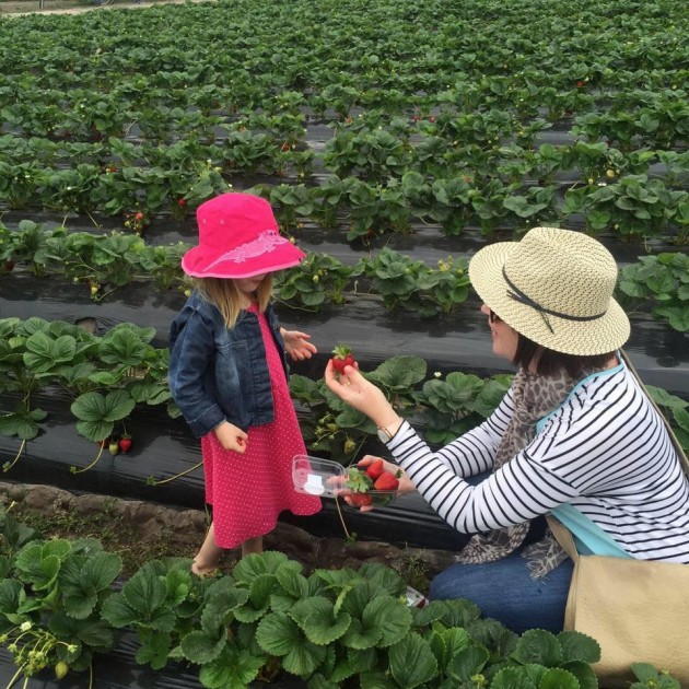 Play - Yay!! Pick your own strawberries is back at Harvest The Fleurieu ...
