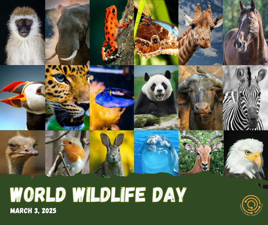4Cs - On this World Wildlife Day, let us appreciate the amazing ...