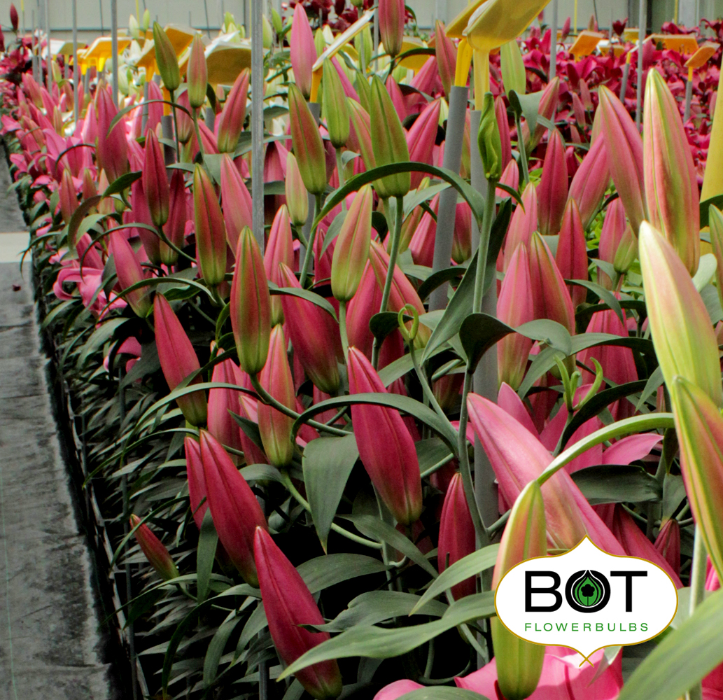 Bot Flowerbulbs Home