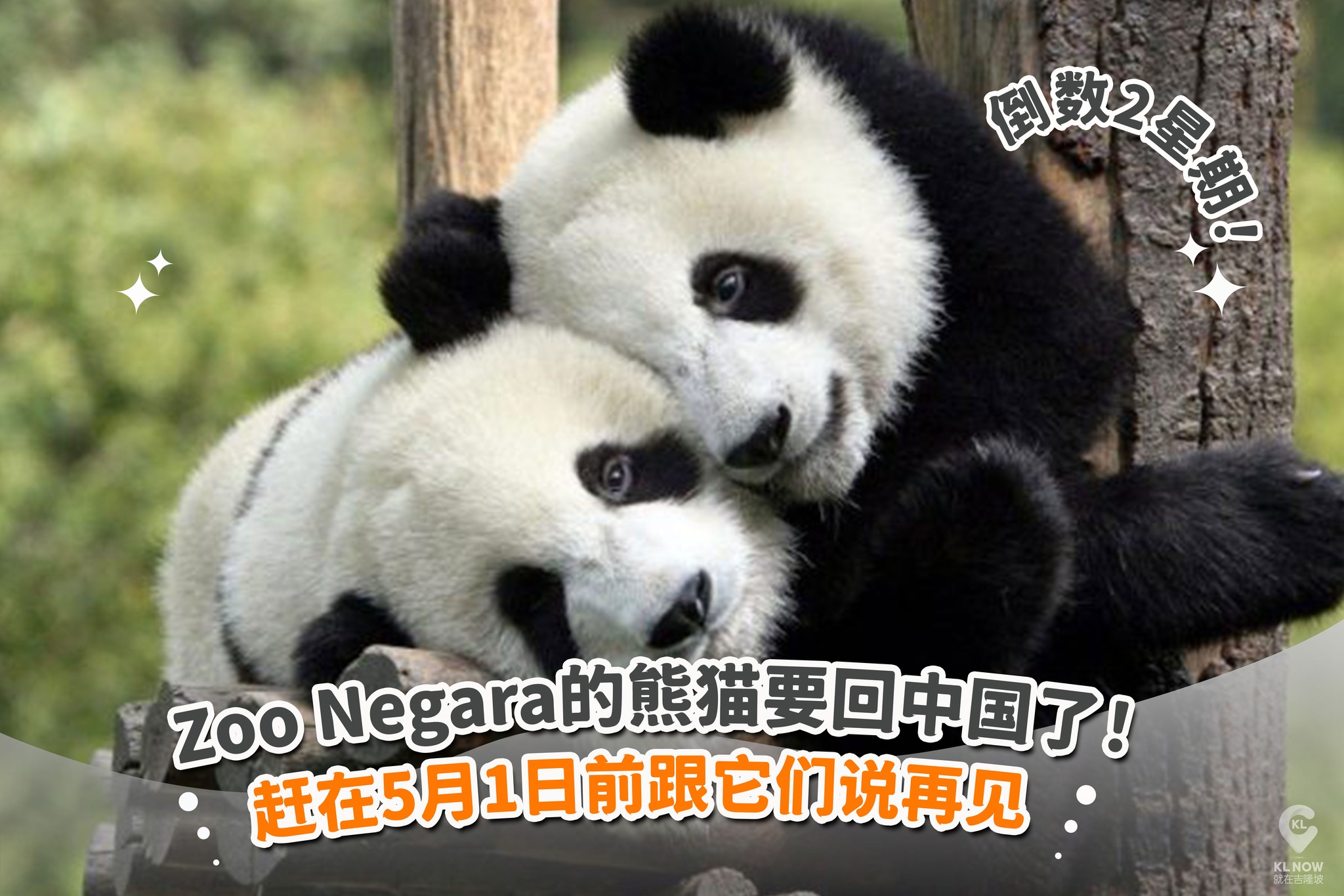 Kl Now 就在吉隆坡 【最新跟进】由于中国疫情升温，熊猫谊谊和升谊将会展延回国。