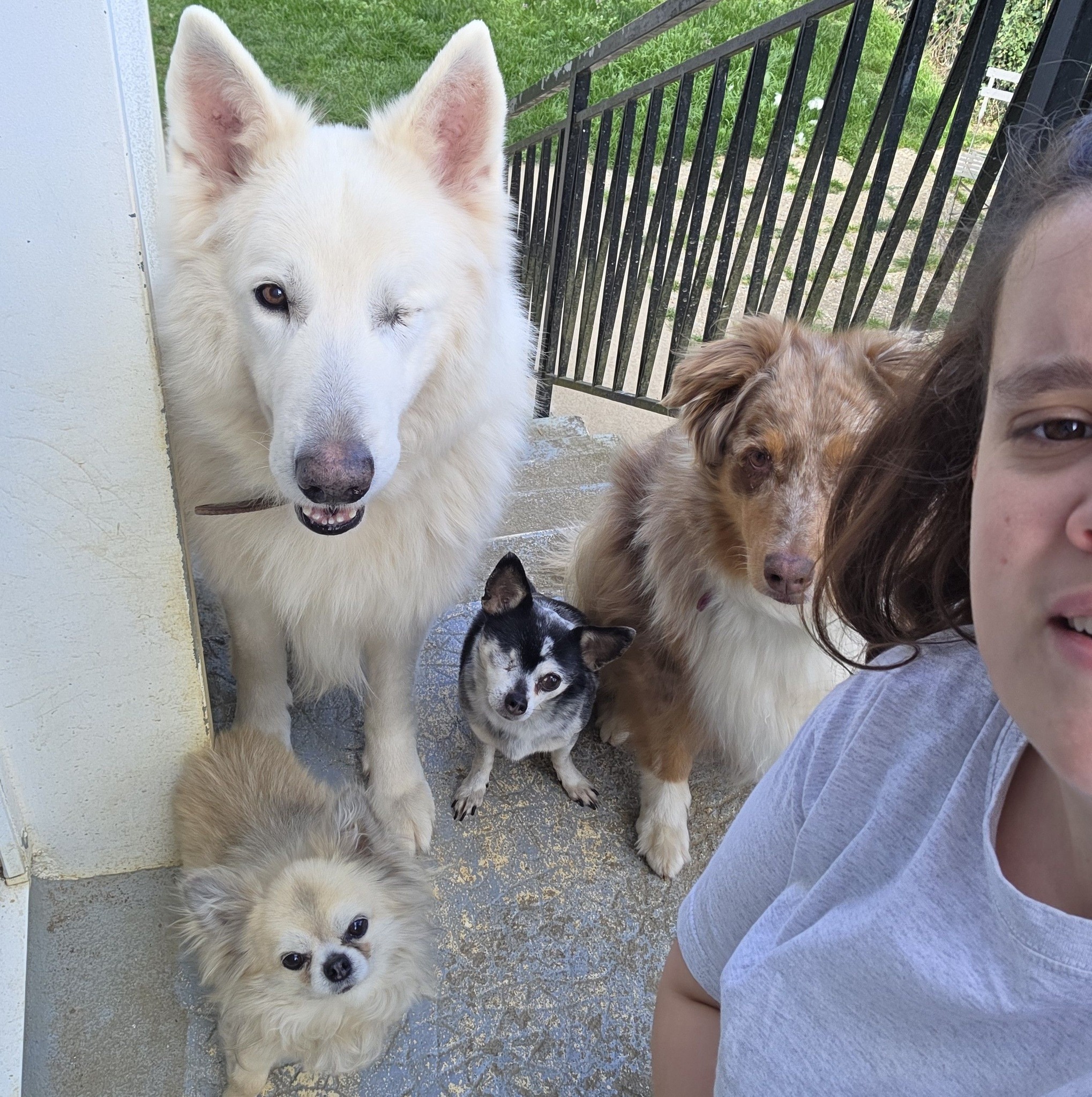 Sitemapcdatahttpsfreydreferenzcomspa Bourges Chien A Adopternull