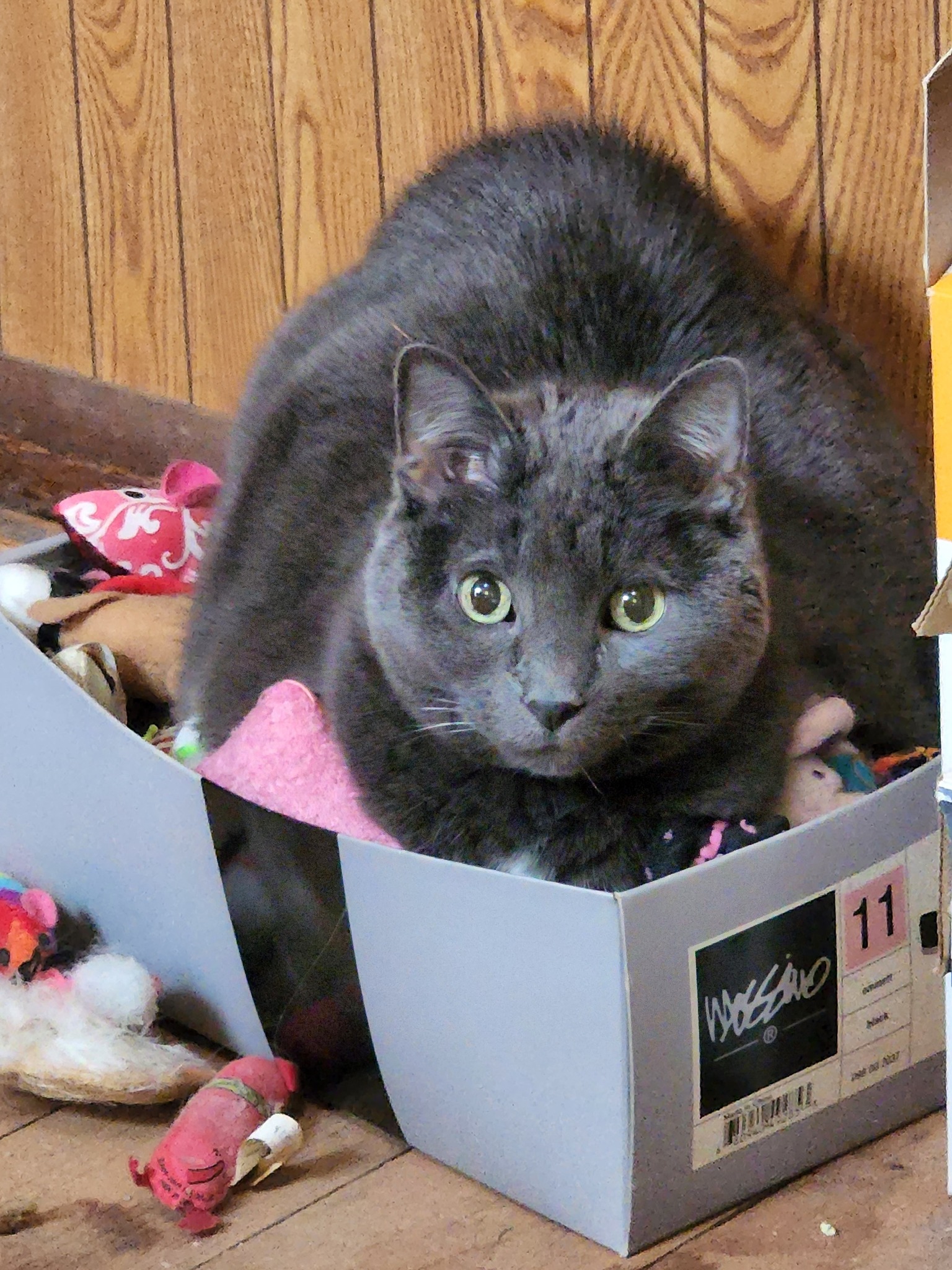 Kitty Katt