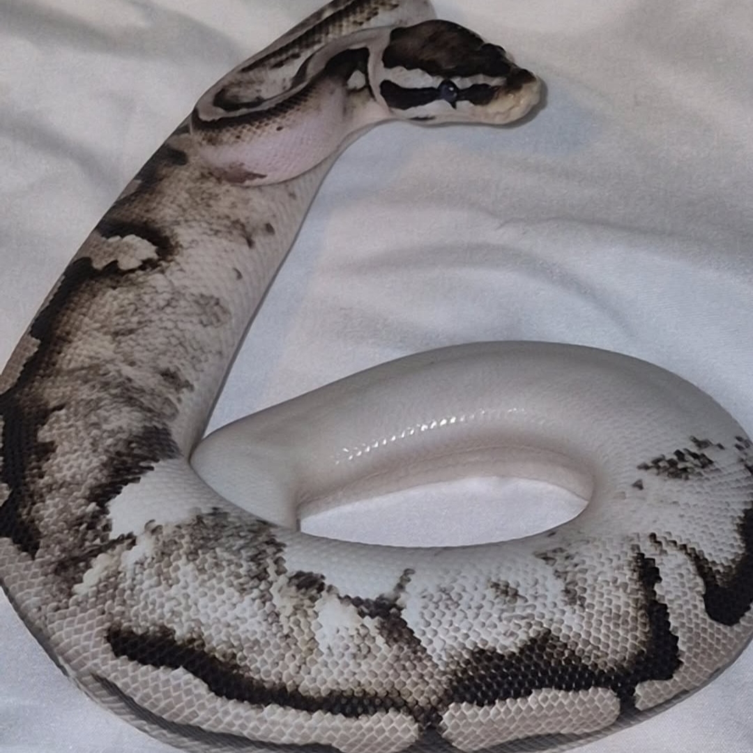 #snake #letsgo #reptiles #work | Scott Satur