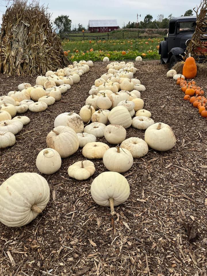 Denny’s Pumpkins U-Pick | Plymouth MI