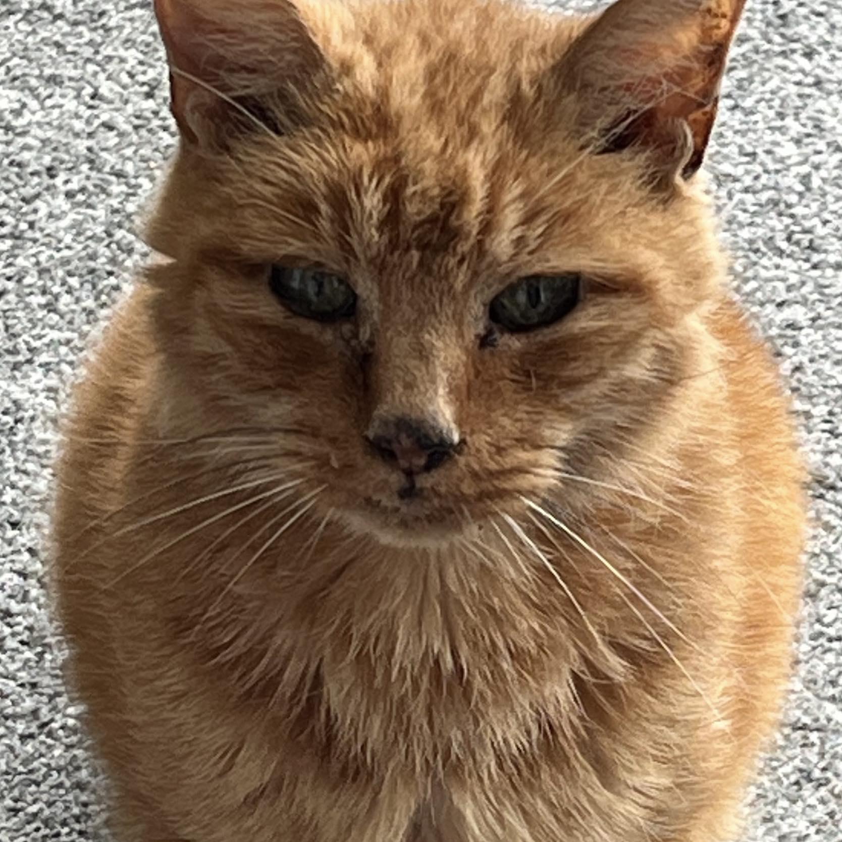 Rosie Is A Very Sweet 6 Year Old Initially Shy Once She Trusts You