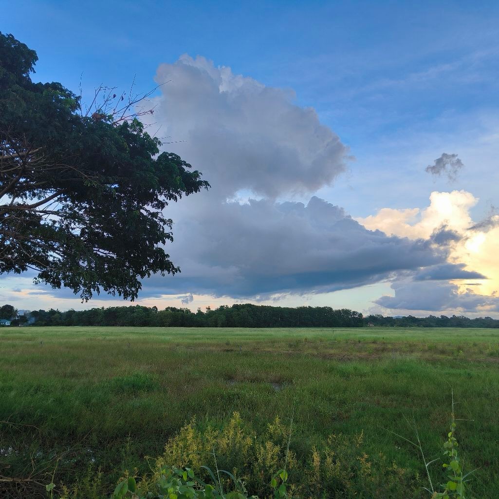 ပေါက်တောကျေးရွာ အပြင်ဘက်က လယ်ယာရှုခင်းတွေဆီ တရောင်ထဲမခြယ် အရောင်ဝဲလည