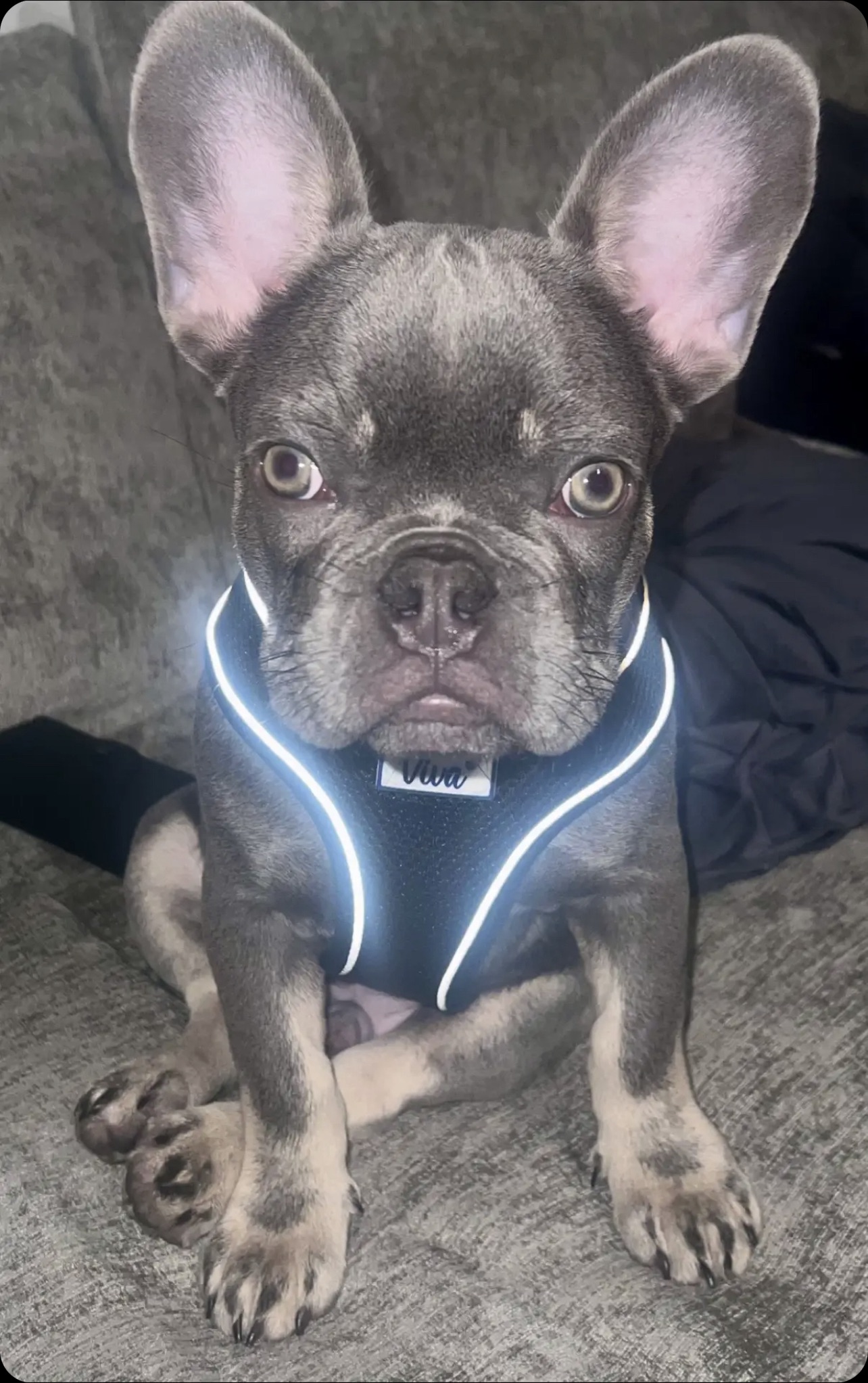 Bedtime for rexx but how do you think he feels | Dogrexx