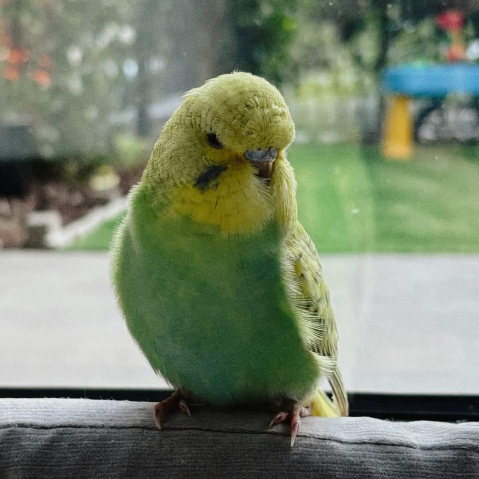 Day 8 of training my human… Today I learned that apparently I only ...