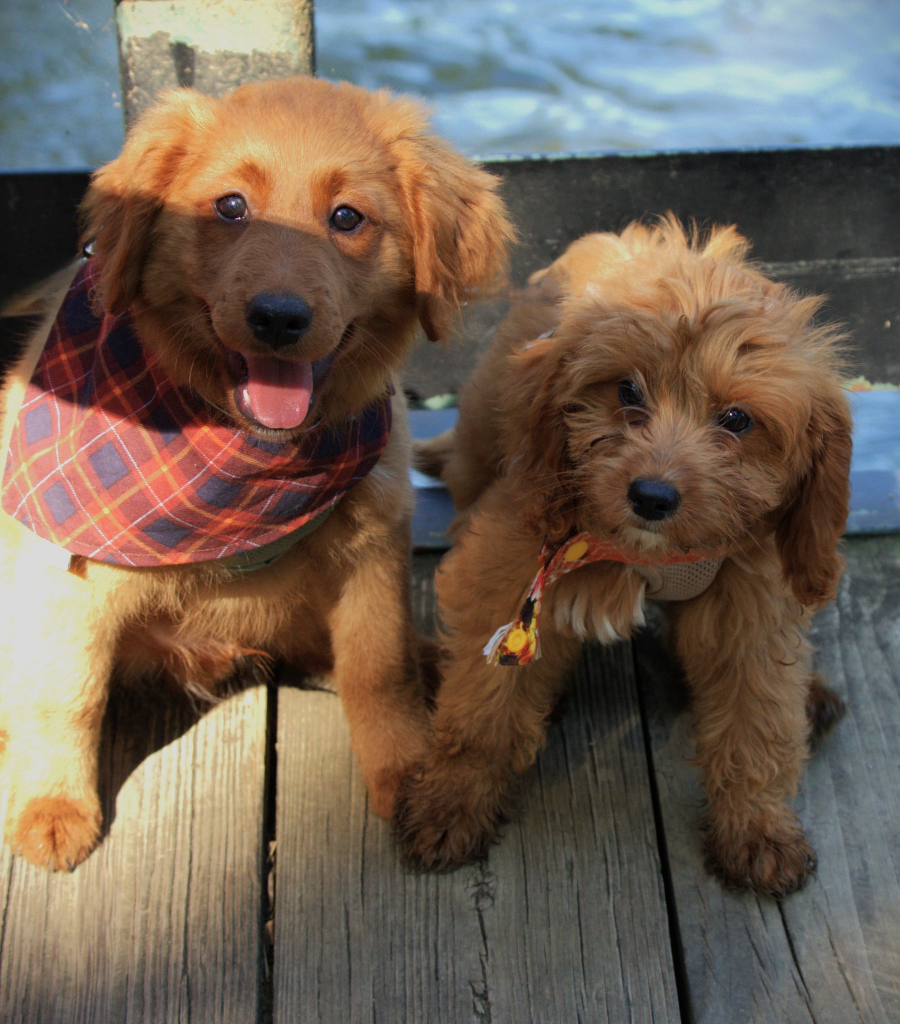 The Adventures of Theo & Ellie | Greenwood IN