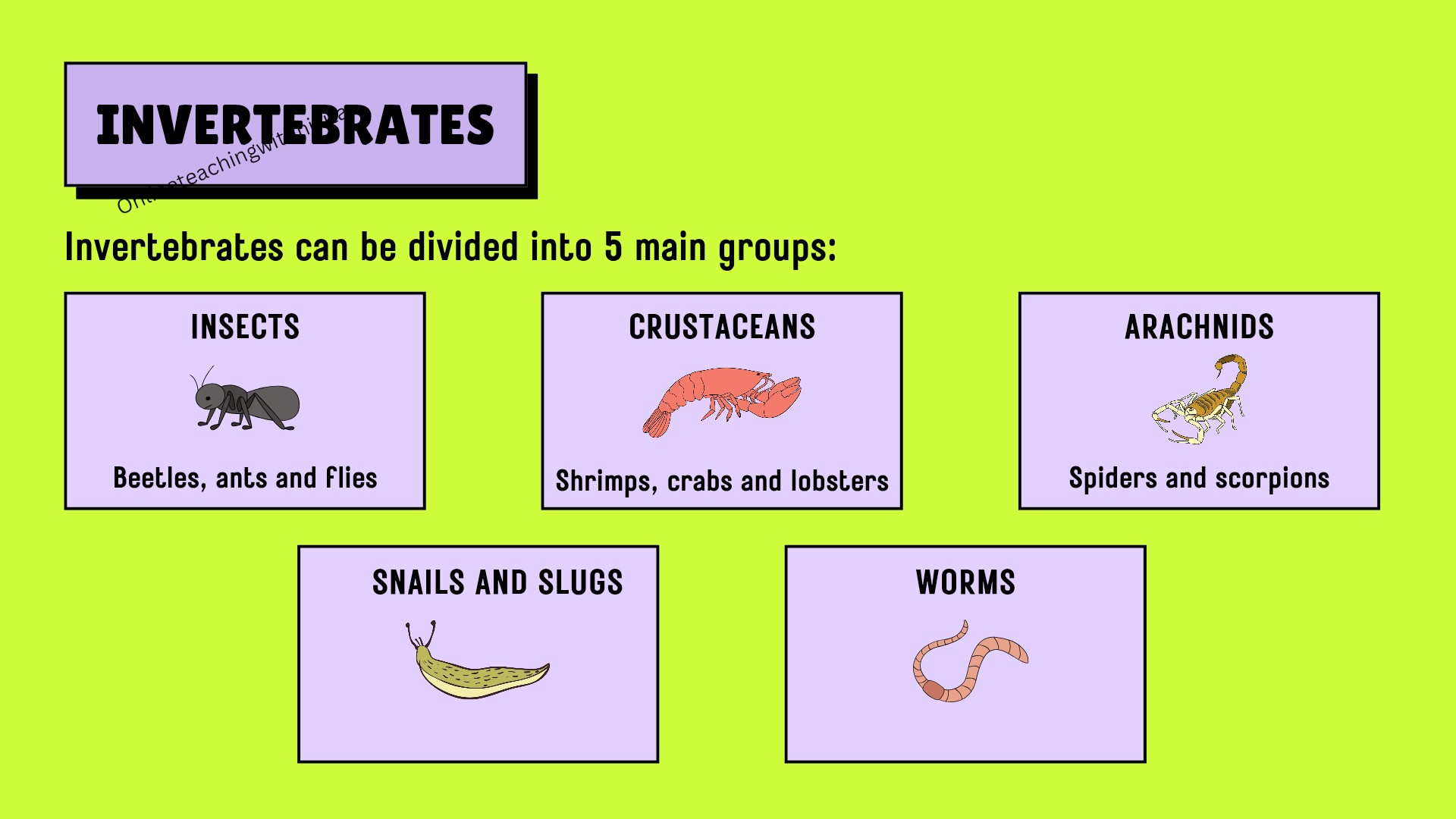 Groups Of Invertebrates Grade 5