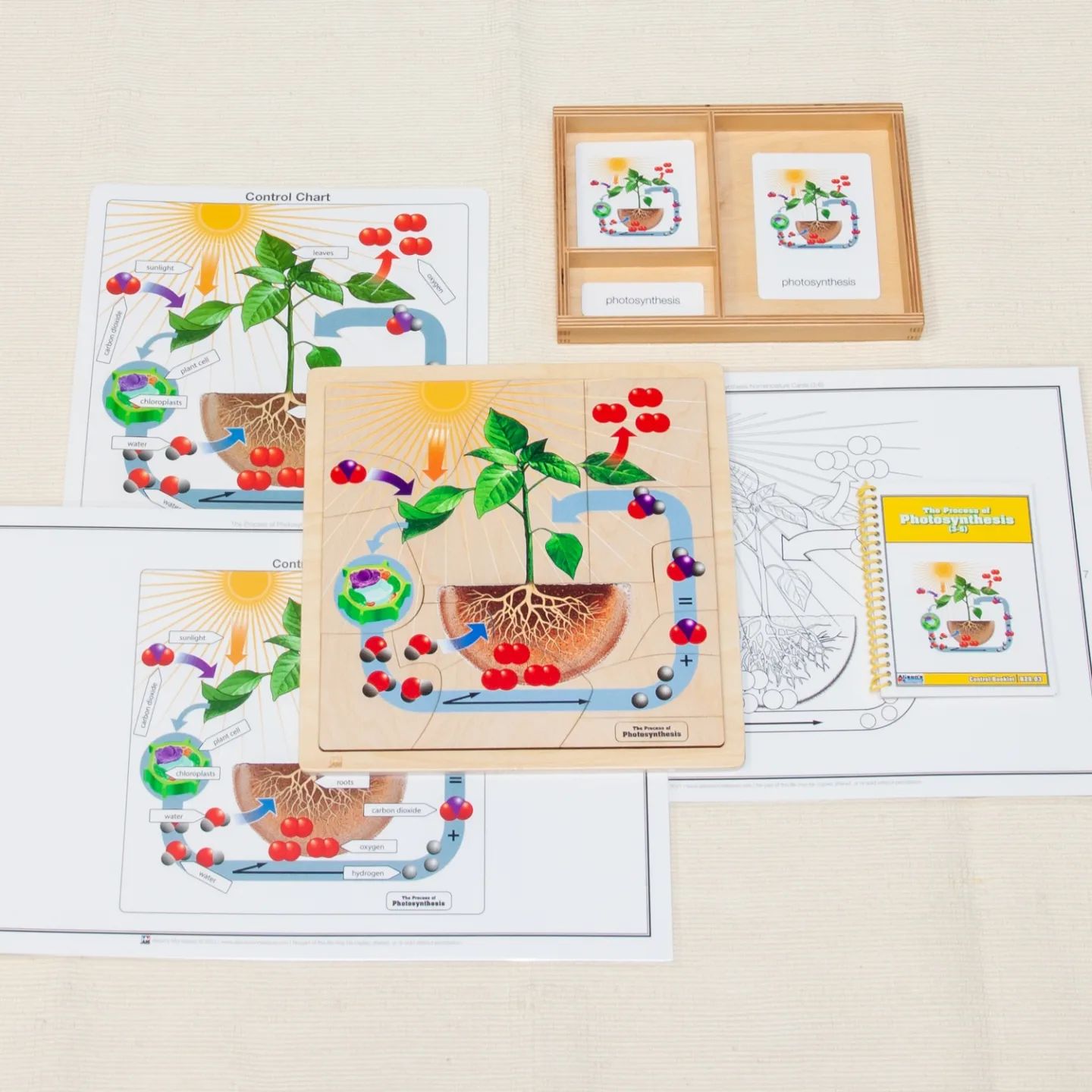 The Process of Photosynthesis Puzzle... - Alison's Montessori