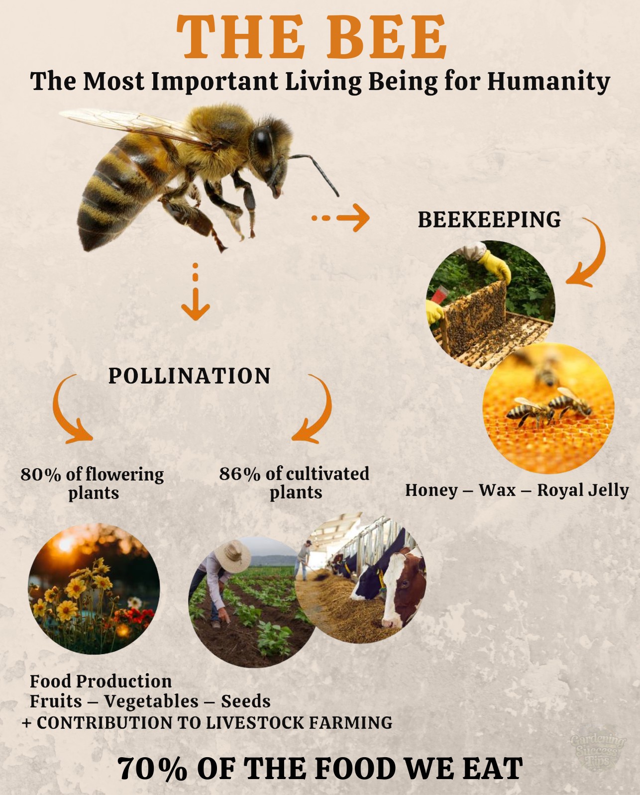 Gardening - 🐝 Bees: Tiny Workers, Massive Impact 🌍🍯 Bees are vital for ...