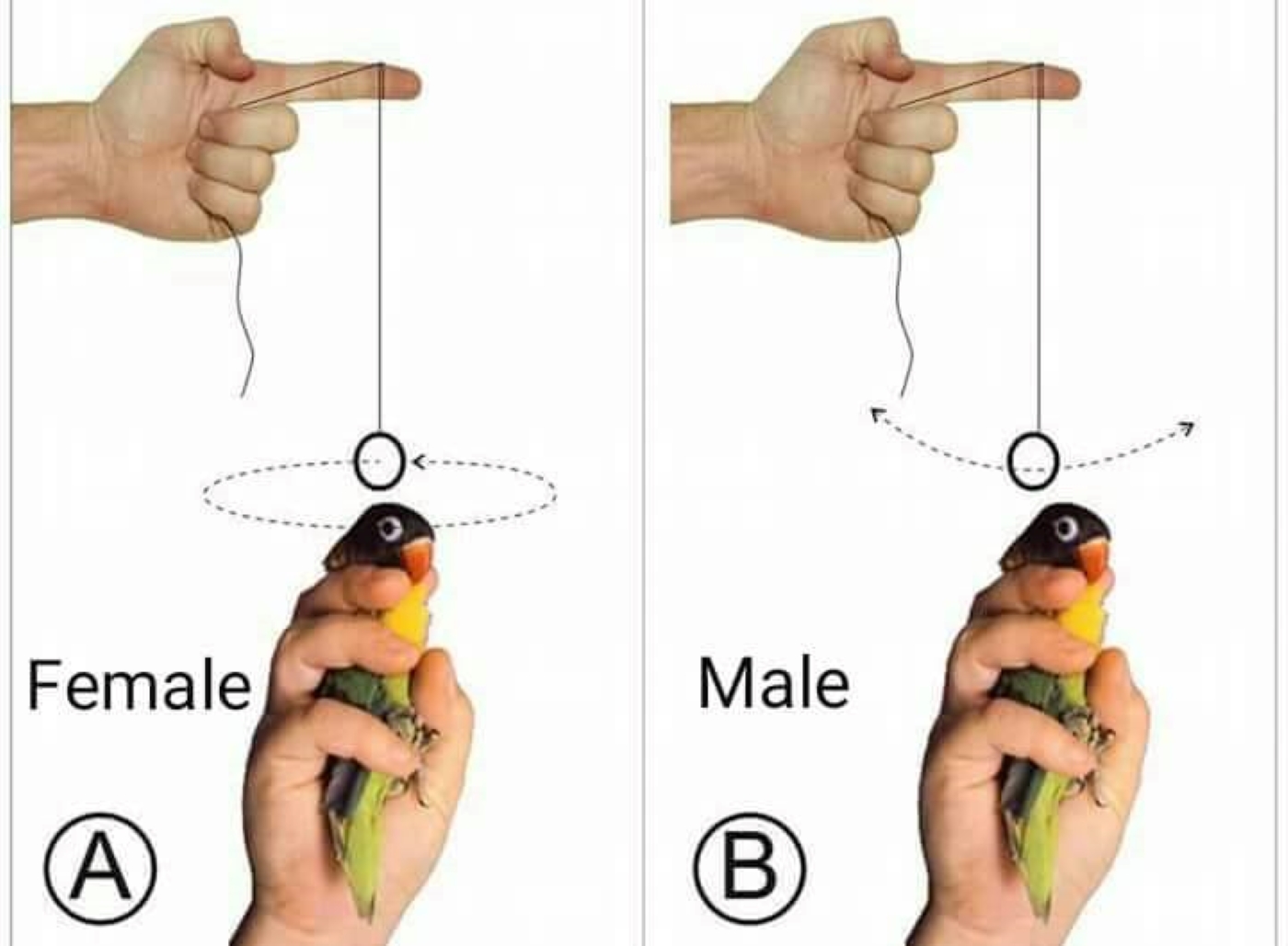 Avian Sexing Birds Using Pendulum Method 5 Decades Ago When I Got