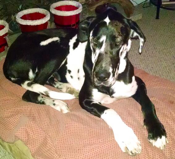 Meet Daisy Better Pics Great Dane Rescue Of New England